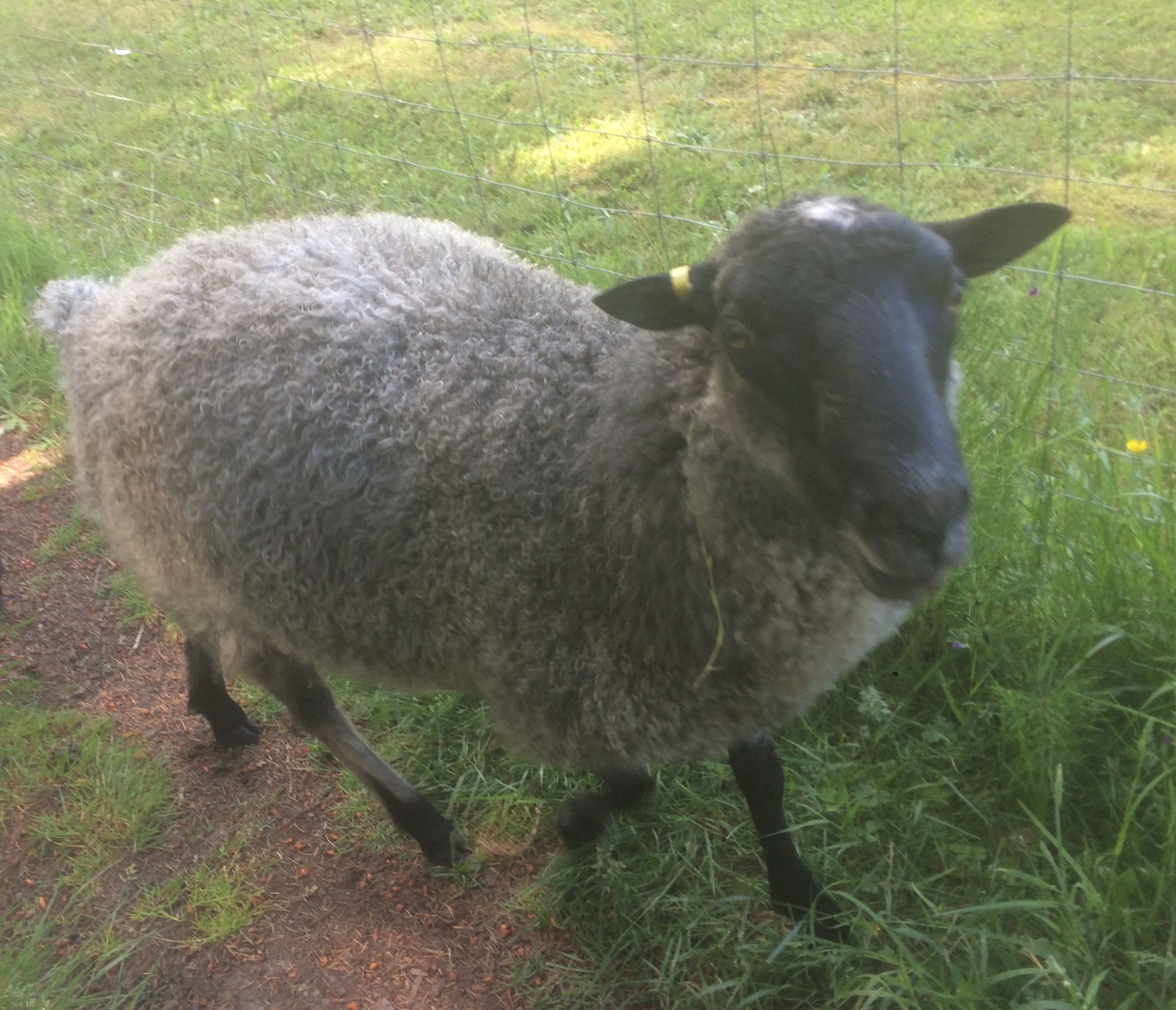 Gotland Sheep