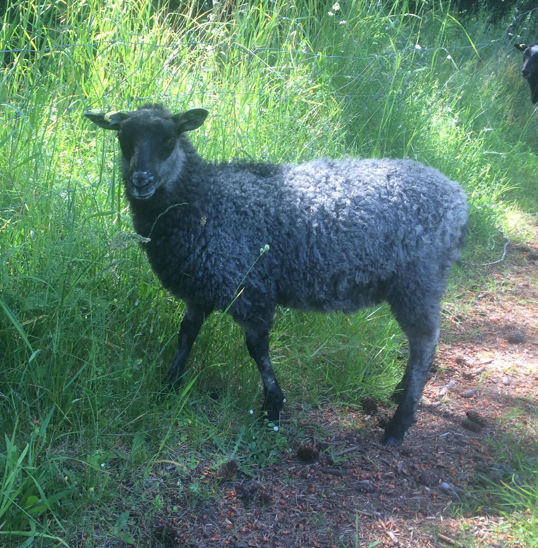 Gotland Sheep