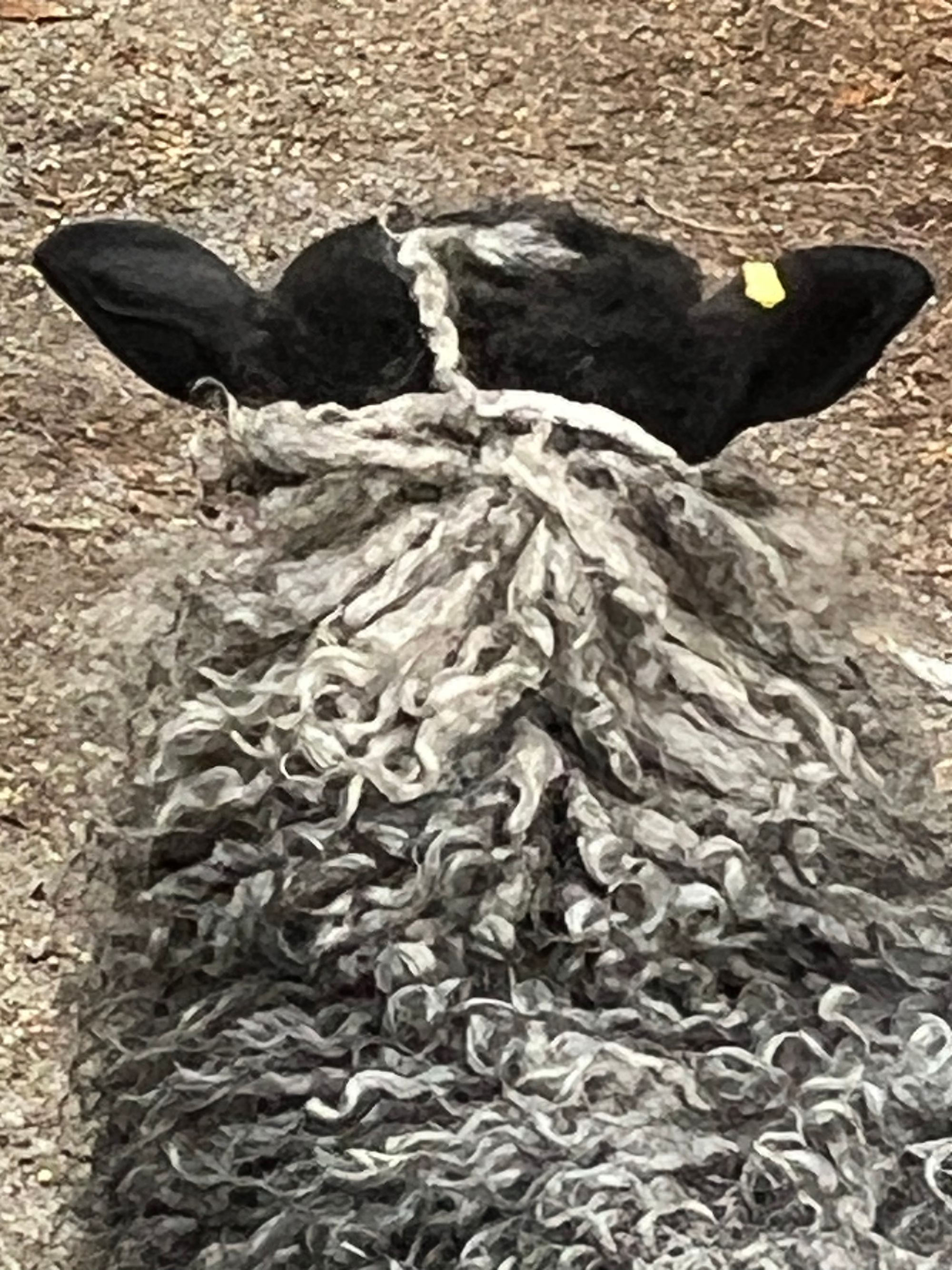 North Beach Craft Milled Yarns Available from the Farm